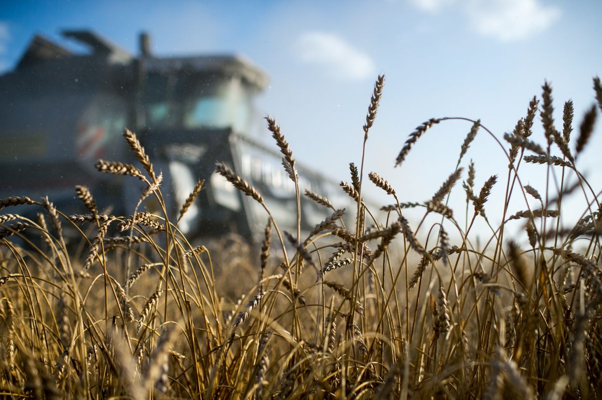 Why Russian wheat is growing in price on the world market